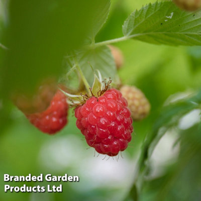 Grow Your Own Fruit Raspberry Cascade Delight 1 Long Cane