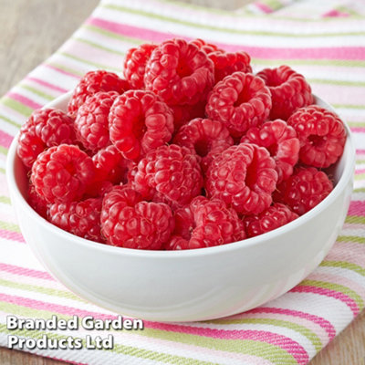 Grow Your Own Fruit Raspberry Glen Ample (4 Canes) 3 Litre Pot x 2