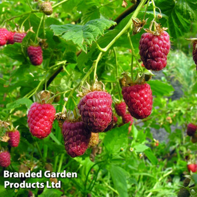 Grow Your Own Fruit Raspberry Imara 3 Canes
