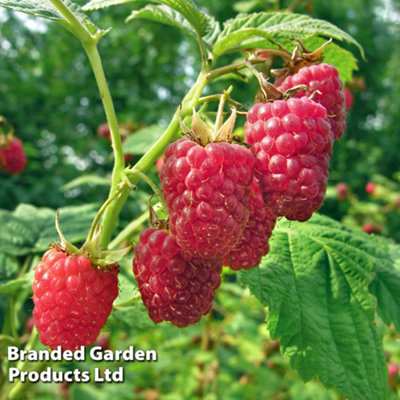 Grow Your Own Fruit Raspberry Sugana 3 Bare Root Canes