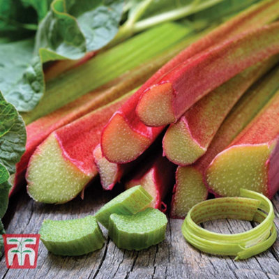 Grow Your Own Fruit Rhubarb (Rheum) Champagne 2 Litre Pot x 1