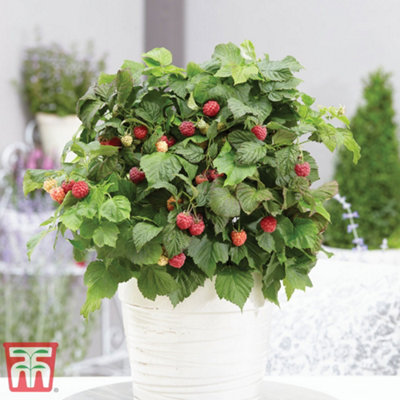 Grow Your Own Fruit Rubus (Raspberry) idaeus Yummy 3.6 Litre Pot x 1