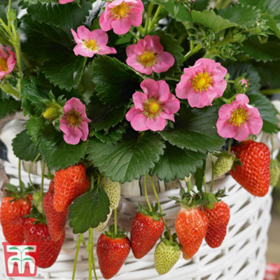 Grow Your Own Fruit Strawberry (Fragaria) Gasana 9cm Taupe Pot x 1