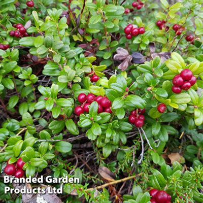 GROW YOUR OWN FRUIT VACCINIUM (CRANBERRY) MACRO. EARLY BLACK 15CM POT X 1