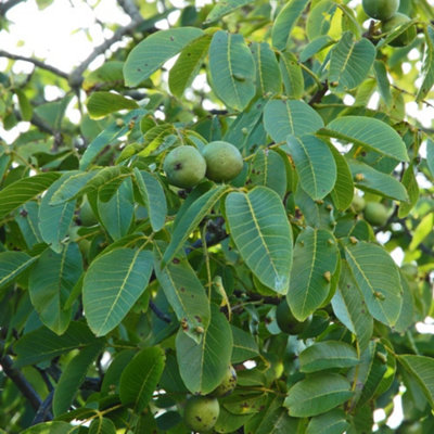 Grow Your Own Fruit Walnut (Juglans) Lara 1 Bare Root Tree