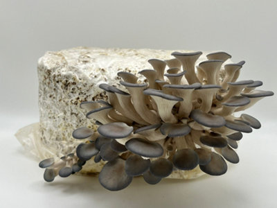 Grow Your Own Mushroom Kit Grey Oyster Mushrooms Large No Frills Ready ...