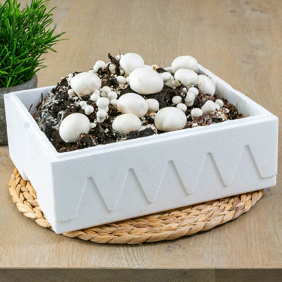 Grow Your Own Mushroom Kit - Grow Your Own Kits Indoor Ideal for ...