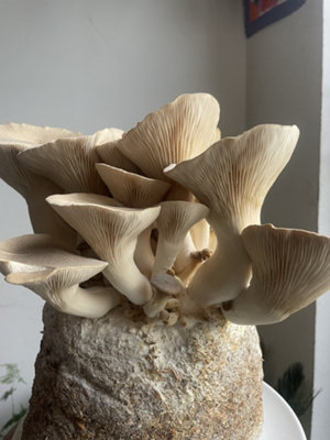 Grow Your Own Mushroom Kit King Oyster Mushrooms Large No Frills Ready ...