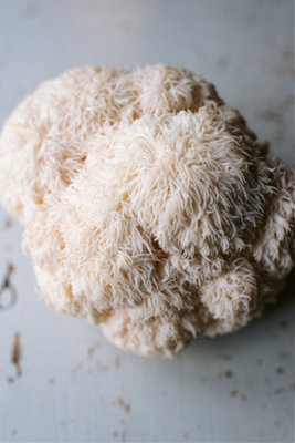 Grow Your Own Mushroom Kit Lions Mane Mushrooms Large No Frills Ready ...