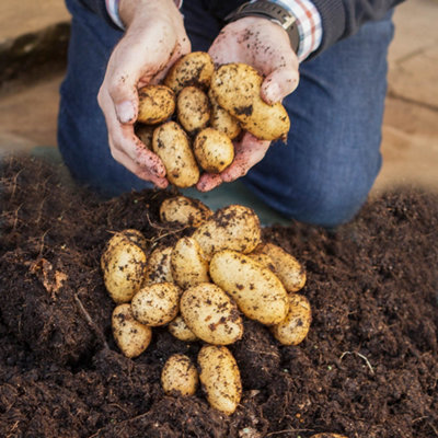 Grow Your Own Patio Potato Selection - 3 varieties, 'Grow-Pods ...