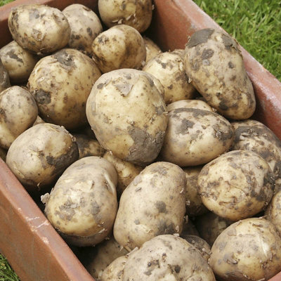 Grow Your Own Patio Potato Selection - 3 varieties, 'Grow-Pods ...