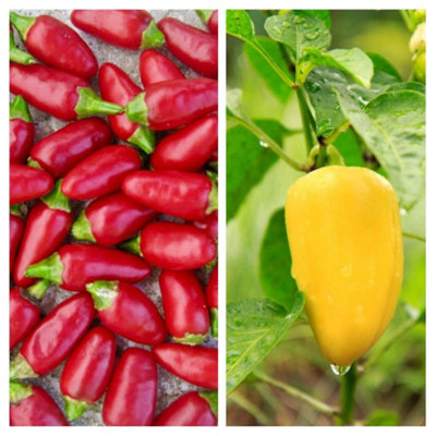 Grow Your Own Pepper and Chilli Collection 12cm Pot x 2 (1 each of ...