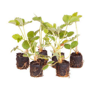 Grow your Own Strawberries 'Sweet Colossus' Plugs 6 Pack of Giant ...