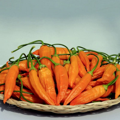 Grow Your Own Vegetables - Pepper (Chilli) Mild Patio Havanna Gold 9cm ...