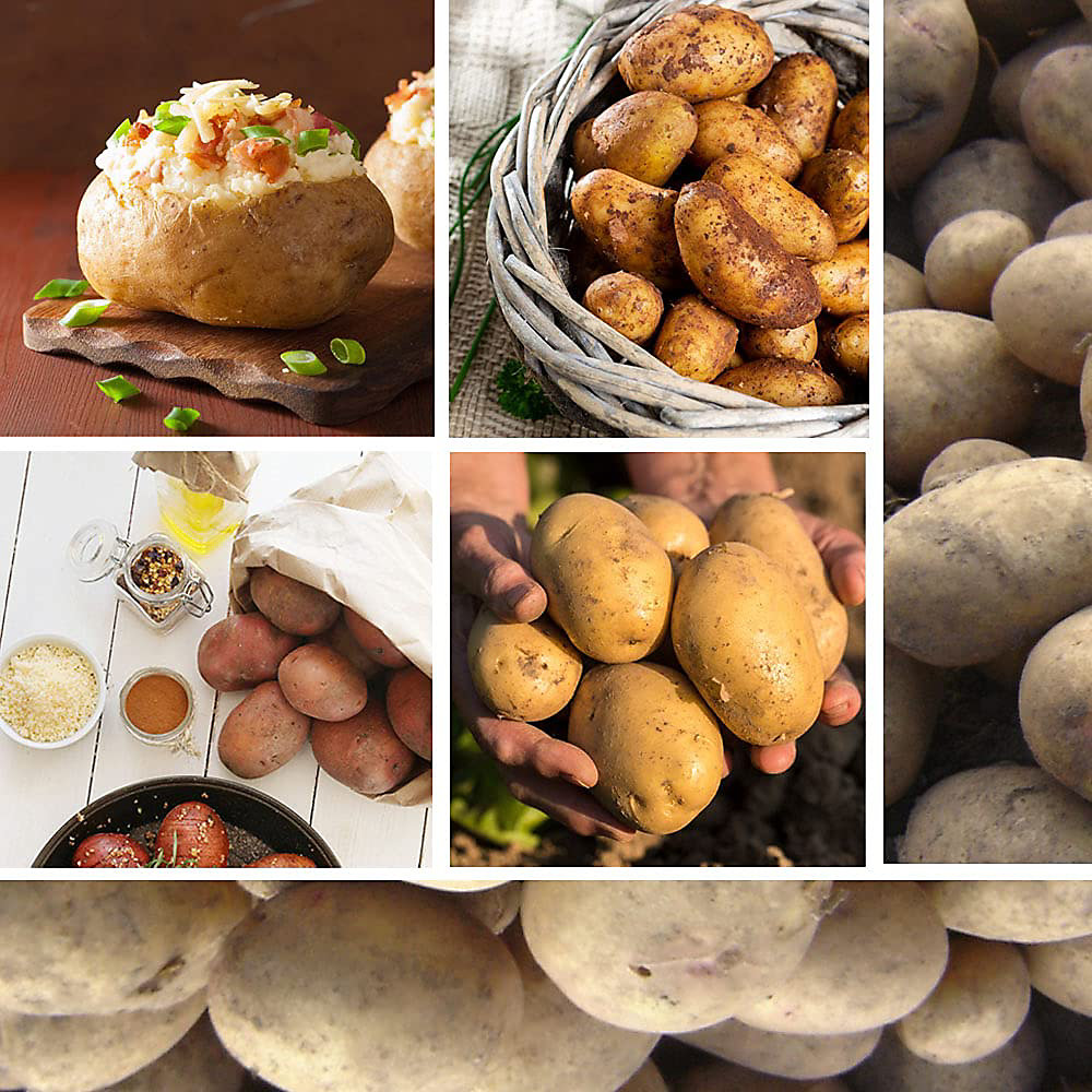 Grow Your Own Vegetables - Potato Blight Tolerant Collection 5kg Grow Your Own Vegetables - Potato Blight Tolerant Collection 5kg