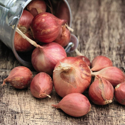 Grow Your Own Vegetables - Shallot (Spring) Red Sun 400g