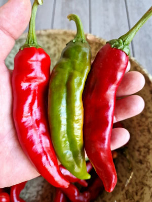 Guajillo Chilli Seeds - 10 Fresh Seeds