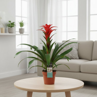 Guzm Calypso Pot size 13 Cm Height 50 Guzmania bromeliad Indoor Houseplant