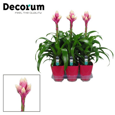GUZM CANDY CERAMIC, 14CM POT SIZE, 55CM TALL, THE COMMON NAME FOR THE ...