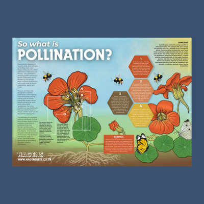 Hagens Beekeeping BM003 So What Is Pollination A1 Educational Poster
