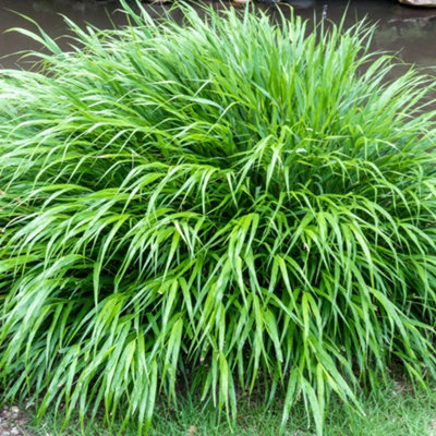 HAKONECHLOA MACRA - JAPANESE FOREST GRASS, DECIDUOUS SHRUB (15-30CM ...