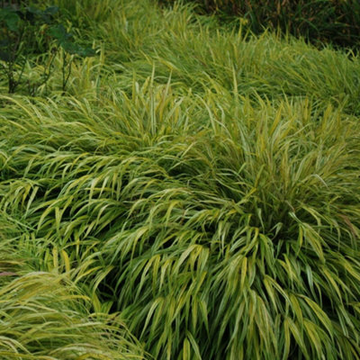 HAKONECHLOA MACRA - JAPANESE FOREST GRASS, DECIDUOUS SHRUB (15-30CM ...