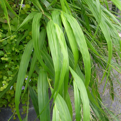 HAKONECHLOA MACRA - JAPANESE FOREST GRASS, DECIDUOUS SHRUB (15-30CM ...