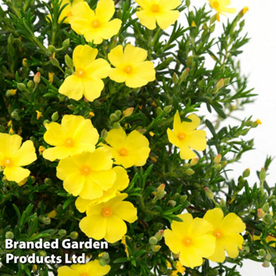 Halimium April Sun 2 Litre Pot x 2 | DIY at B&Q