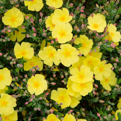 Halimium April Sun in 2L Pot Shrub Plant