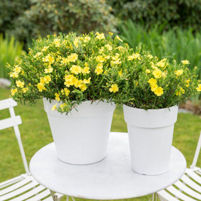 Halimium April Sun in 2L Pot Shrub Plant