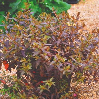 Haloragis erecta Melton Bronze shrub seeds hardy New Zealand compact ...