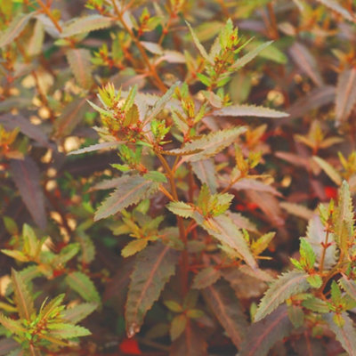 Haloragis erecta Melton Bronze shrub seeds hardy New Zealand compact ...