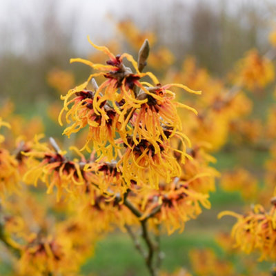 Hamamelis Orange Beauty, Witch Hazel Shrub Plant for UK Gardens (15 ...