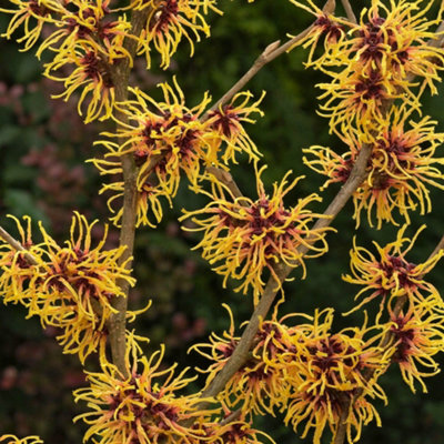 Hamamelis Orange Beauty, Witch Hazel Shrub Plant for UK Gardens (15 ...