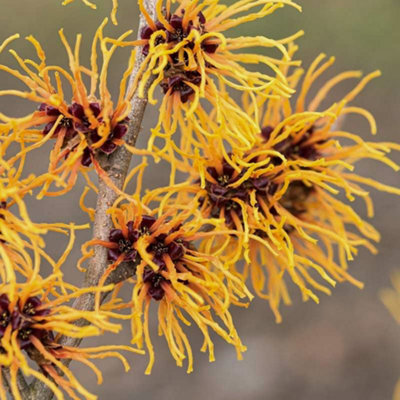 Hamamelis Orange Beauty, Witch Hazel Shrub Plant for UK Gardens (15 ...