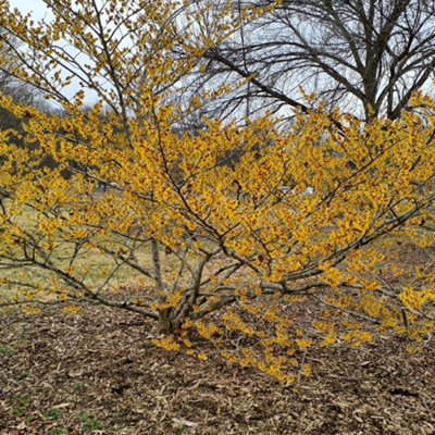 Hamamelis Orange Beauty, Witch Hazel Shrub Plant for UK Gardens (15 ...