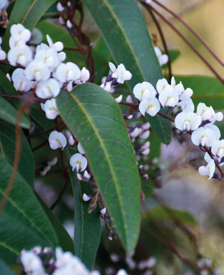 Hardenbergia Alba - Lilac vine supplied in a 7cm pot | DIY at B&Q