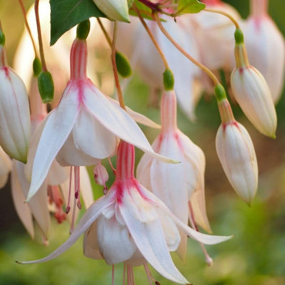 Hardy Fuchsia Annabelle Bushy Upright Double Pink & White Flowers Patio ...