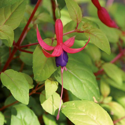 Hardy Fuchsia Collection 12 x Plug Plants