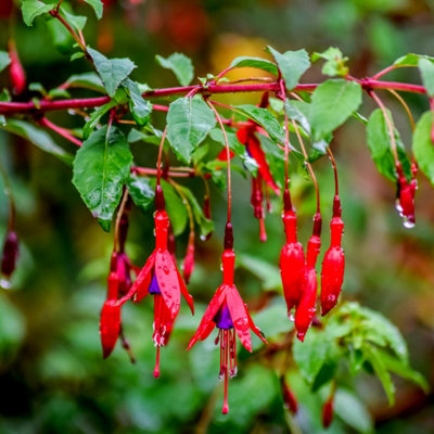 Hardy Fuchsia 'Fuchsia Riccartonii' Plant In 1.5L Pot, Beautiful ...