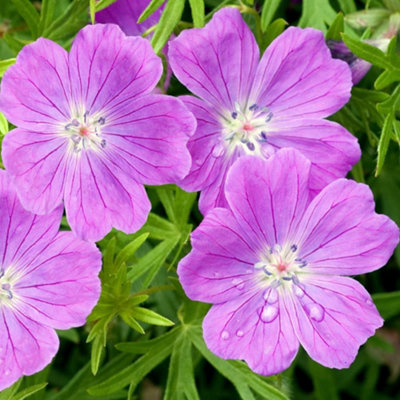 Hardy Geranium sanguineum for Borders and Rockeries - Vibrant Magenta ...