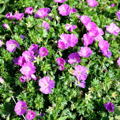 Hardy Geranium sanguineum for Borders and Rockeries - Vibrant Magenta ...
