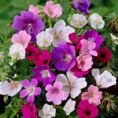 Hardy Geraniums mix - bare roots x 10 at B&Q