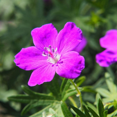Hardy Magenta Geranium sanguineum Ground Cover Plant - Drought Tolerant ...