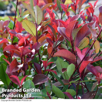 Hardy Shrub - Photinia Red Robin Standard Tree - 3 Litre Potted Plant x ...