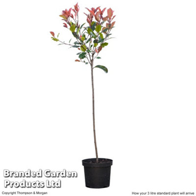 Hardy Shrub - Photinia Red Robin Standard Tree - 3 Litre Potted Plant x ...