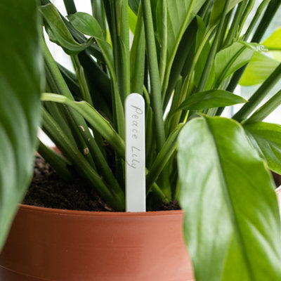 Hardys 50-Pack White Plastic Plant Labels - For Indoor and Outdoor Use ...