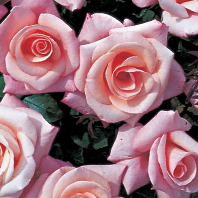 Harkness Climbing Rose 'High Hopes' 3L Pot