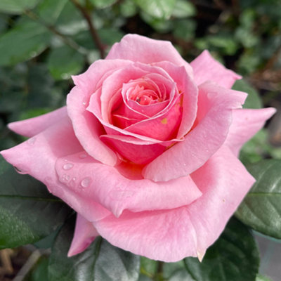 Harkness Rose 'English Princess', Established Plant in 3 Litre Pot ...