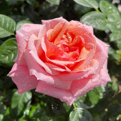 Harkness Rose 'English Princess', Established Plant in 3 Litre Pot ...